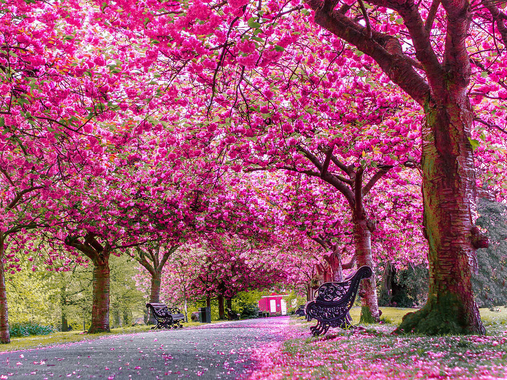 23 Stunning Places To See Spring Flowers in London Parks and Gardens