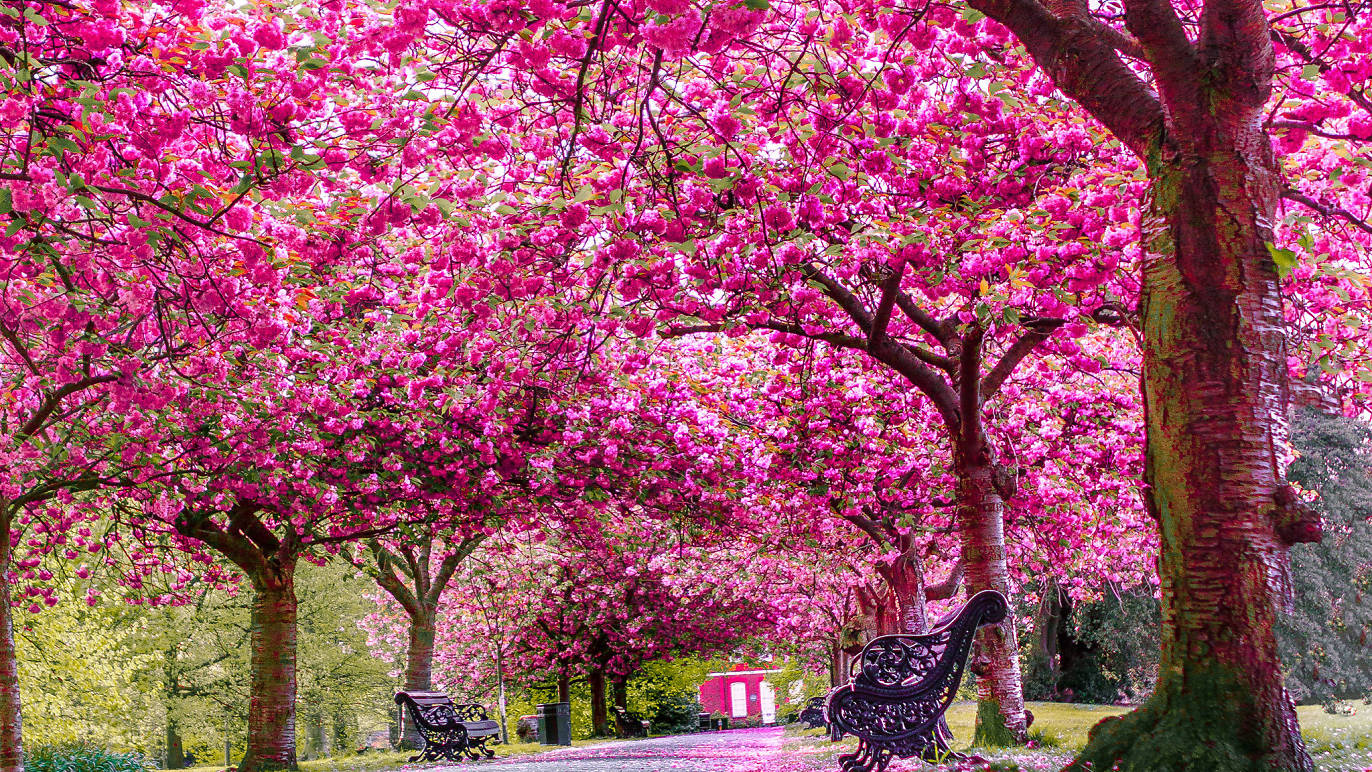 23 Stunning Places To See Spring Flowers in London Parks and Gardens