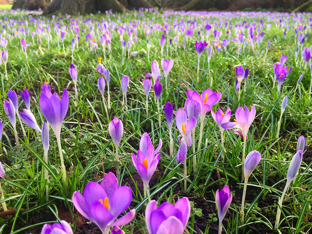 23 Stunning Places To See Spring Flowers in London Parks and Gardens