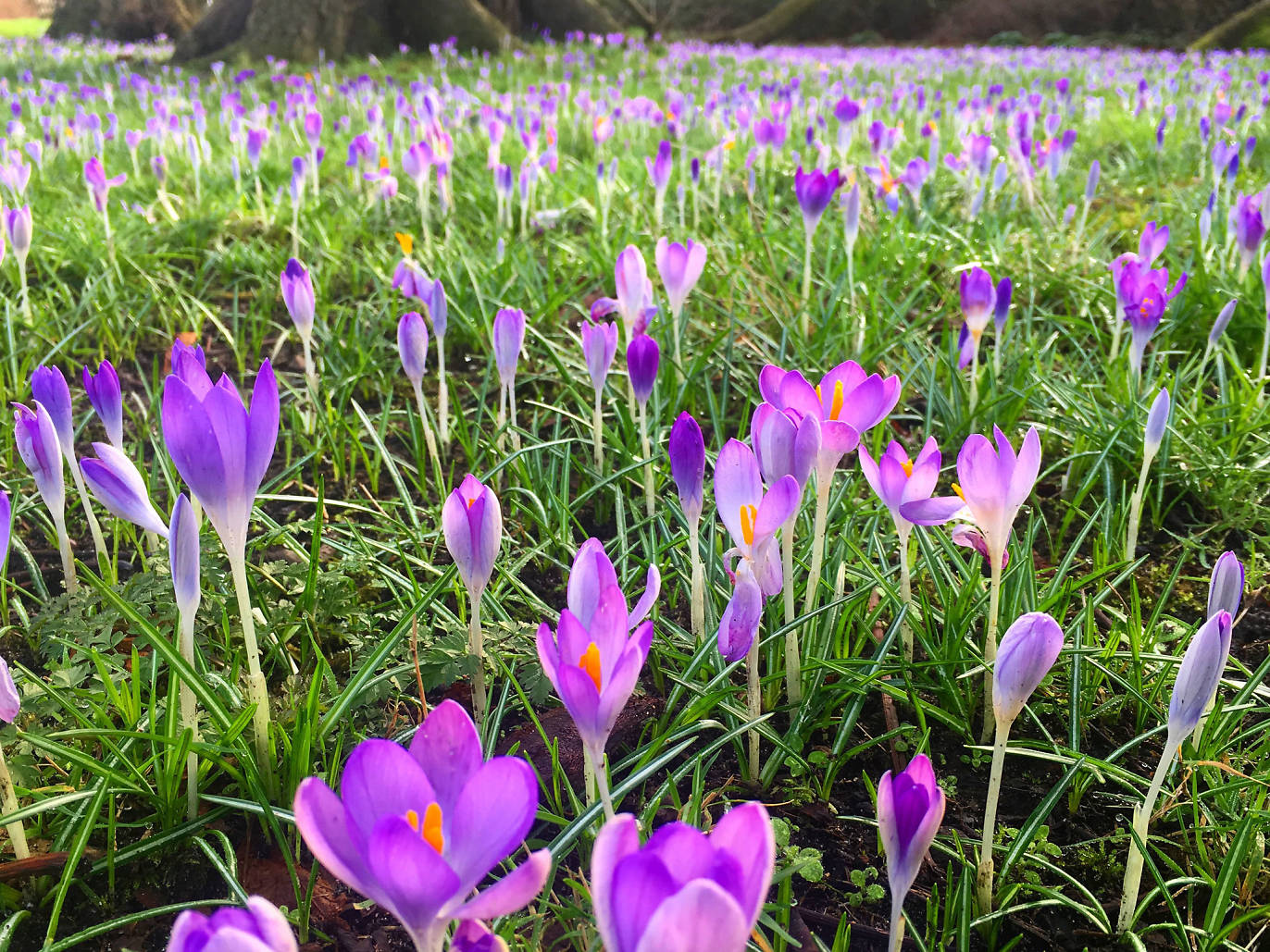 23 Stunning Places To See Spring Flowers in London Parks and Gardens
