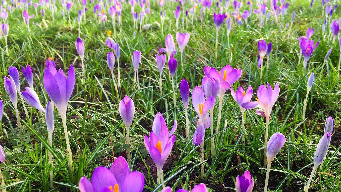 23 Stunning Places To See Spring Flowers in London Parks and Gardens