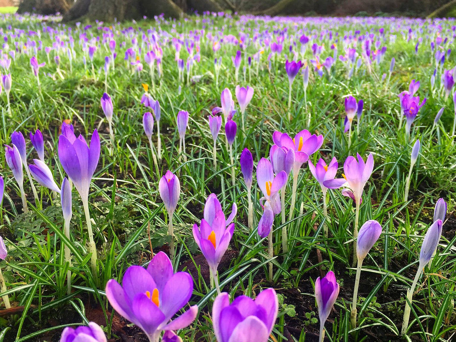 23 Stunning Places To See Spring Flowers in London Parks and Gardens