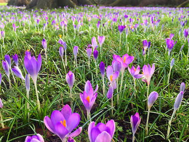23 Stunning Places To See Spring Flowers in London Parks and Gardens