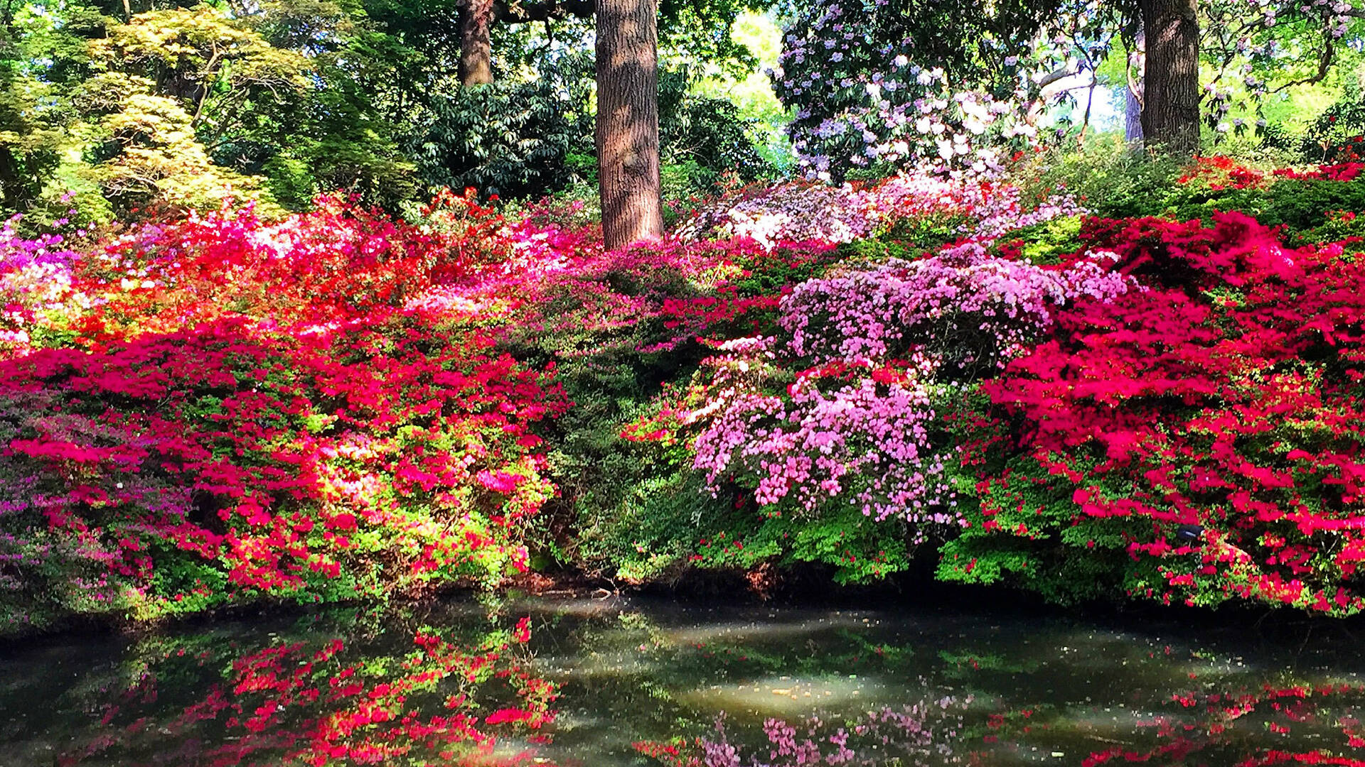 23 Stunning Places To See Spring Flowers in London Parks and Gardens