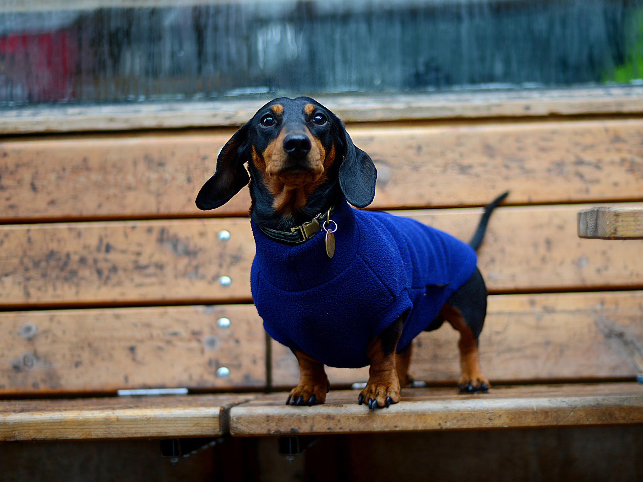 Meet London's dog owners