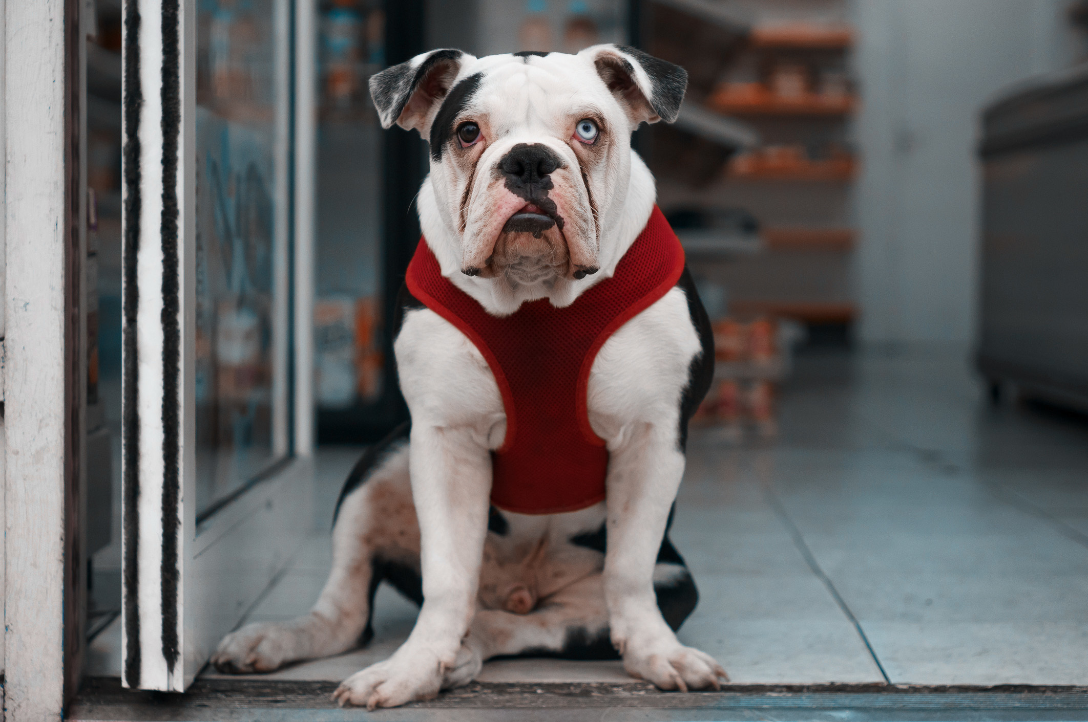 Three wonderfully weird doggy days out in London