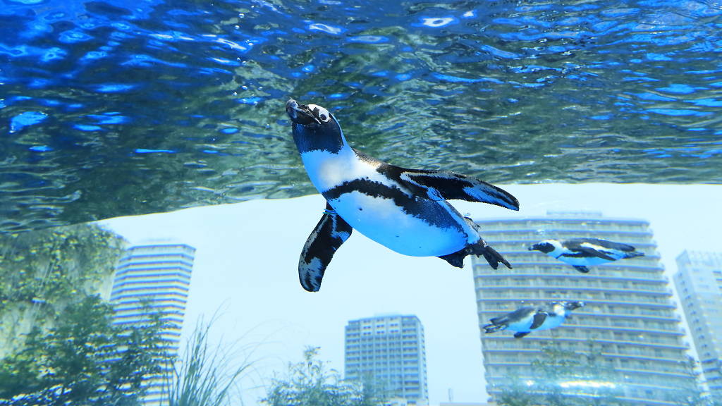 Best zoos and aquariums in Tokyo | Time Out Tokyo