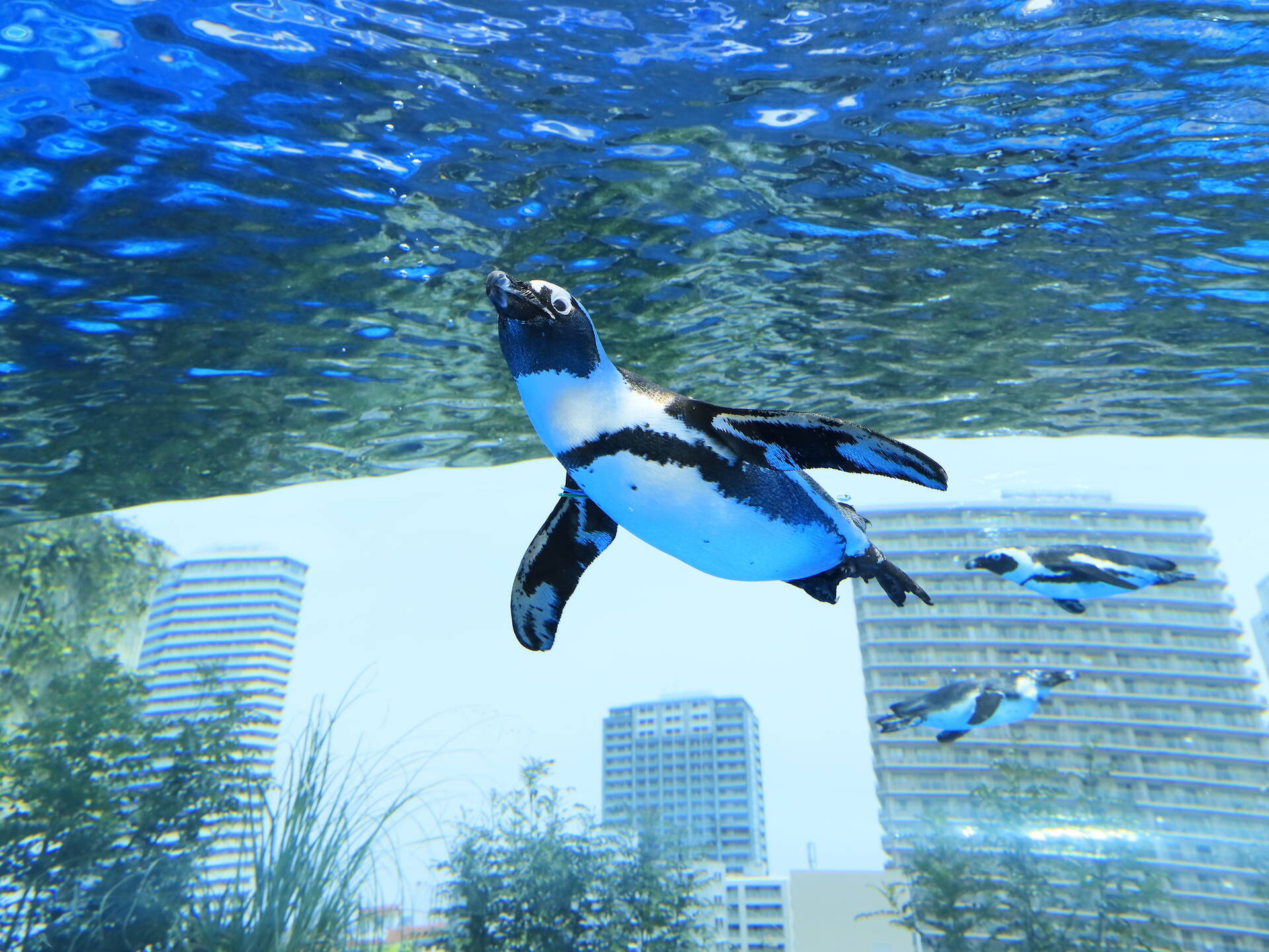 Best zoos and aquariums in Tokyo | Time Out Tokyo