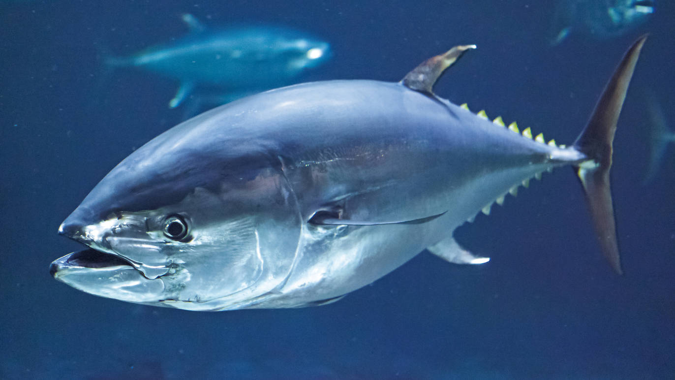 Tokyo Sea Life Park | Attractions in Kasai, Tokyo