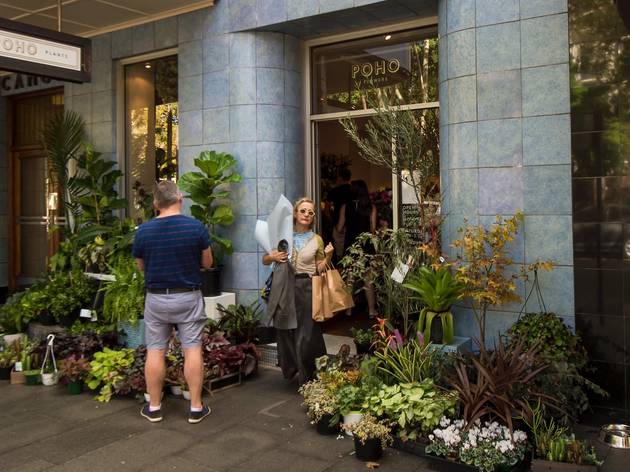 Poho Flowers | Shopping in Elizabeth Bay, Sydney