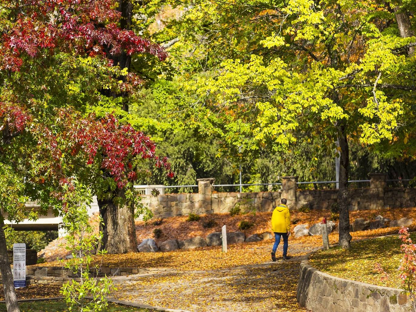 Where to see autumn leaves near Melbourne