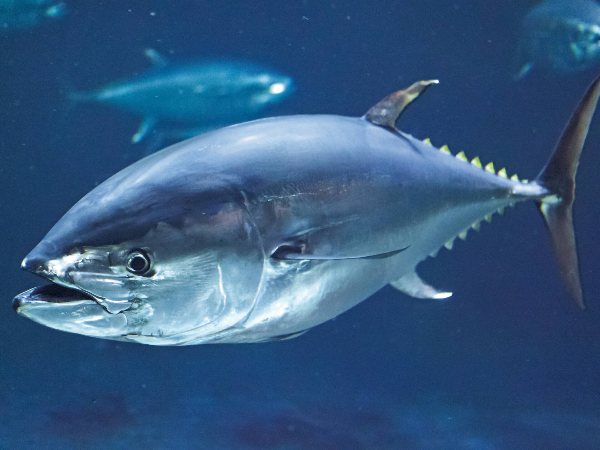 Best zoos and aquariums in Tokyo | Time Out Tokyo