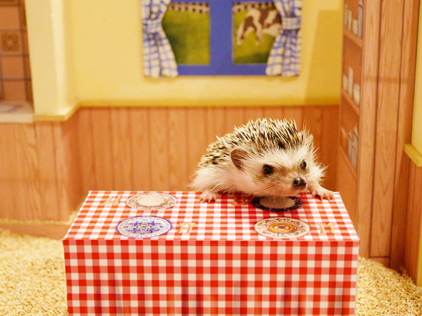 10 best animal and pet cafés in Tokyo
