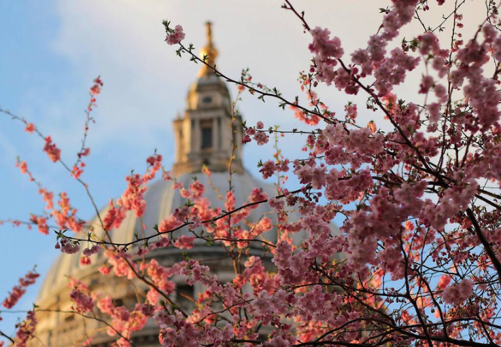 Best Places To See Cherry Blossom in London in Spring 2025