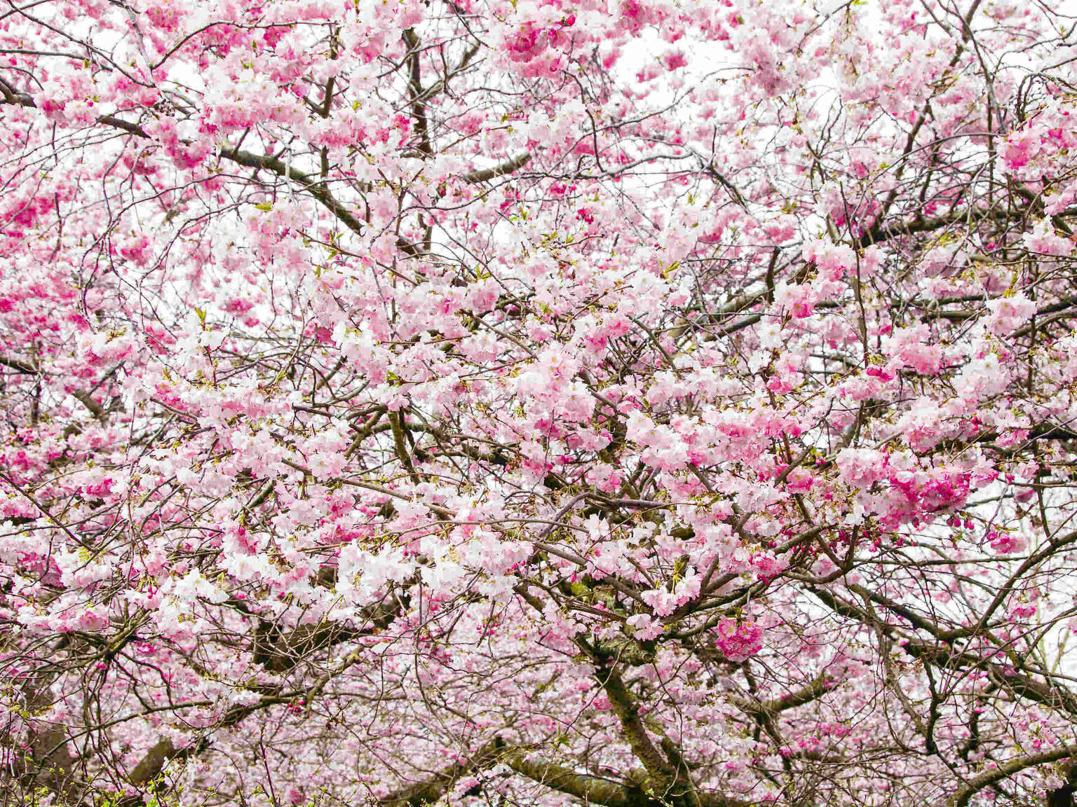 10 Perfect Places to See Cherry Blossom in the UK in 2025