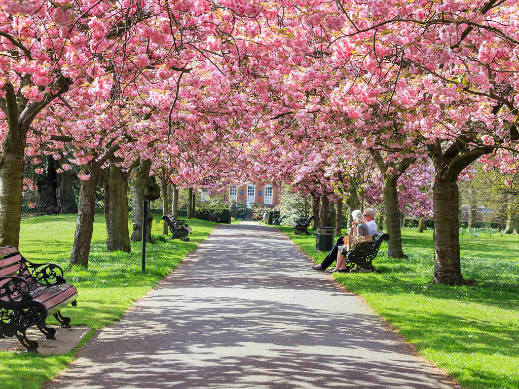Best Places To See Cherry Blossom in London in Spring 2026