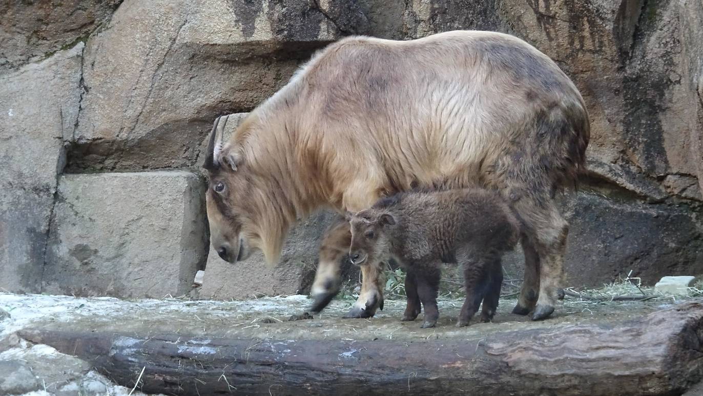 Tama Zoo | Attractions in Tama area, Tokyo