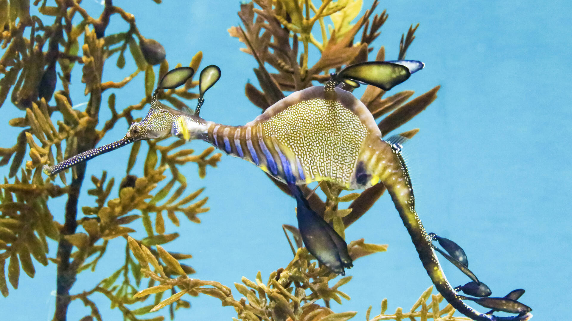 Tokyo Sea Life Park | Attractions in Kasai, Tokyo
