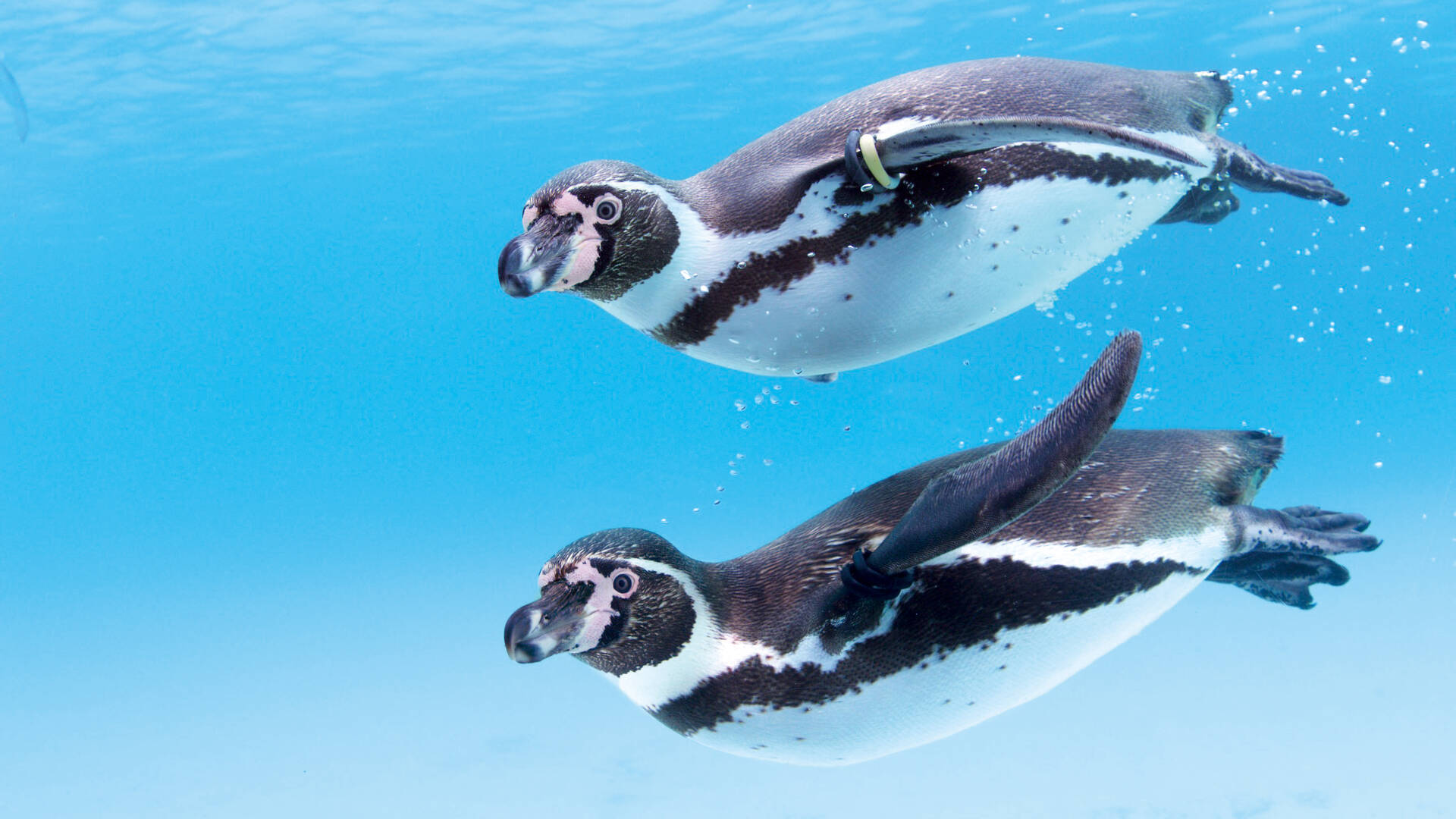 Tokyo Sea Life Park | Attractions in Kasai, Tokyo