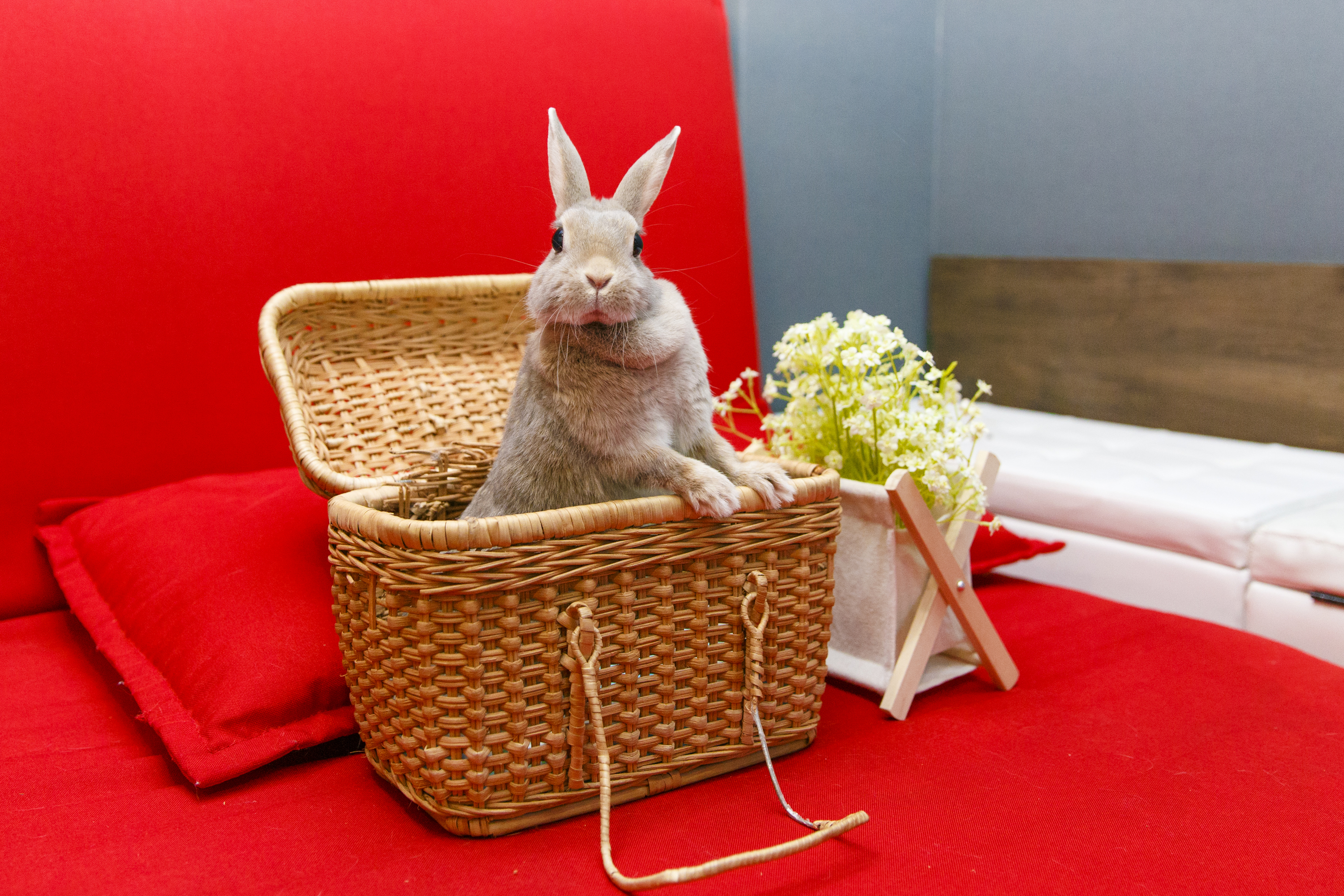 Best animal and pet cafés in Tokyo | Time Out Tokyo