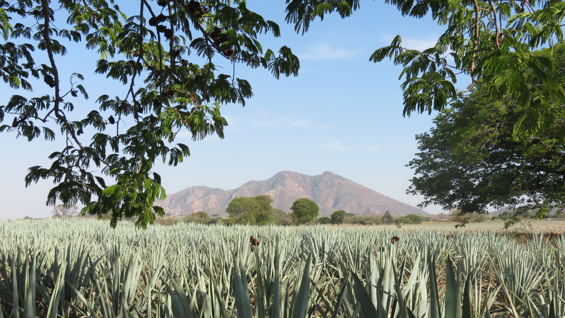Festival Akamba en Tequila, Jalisco 2019