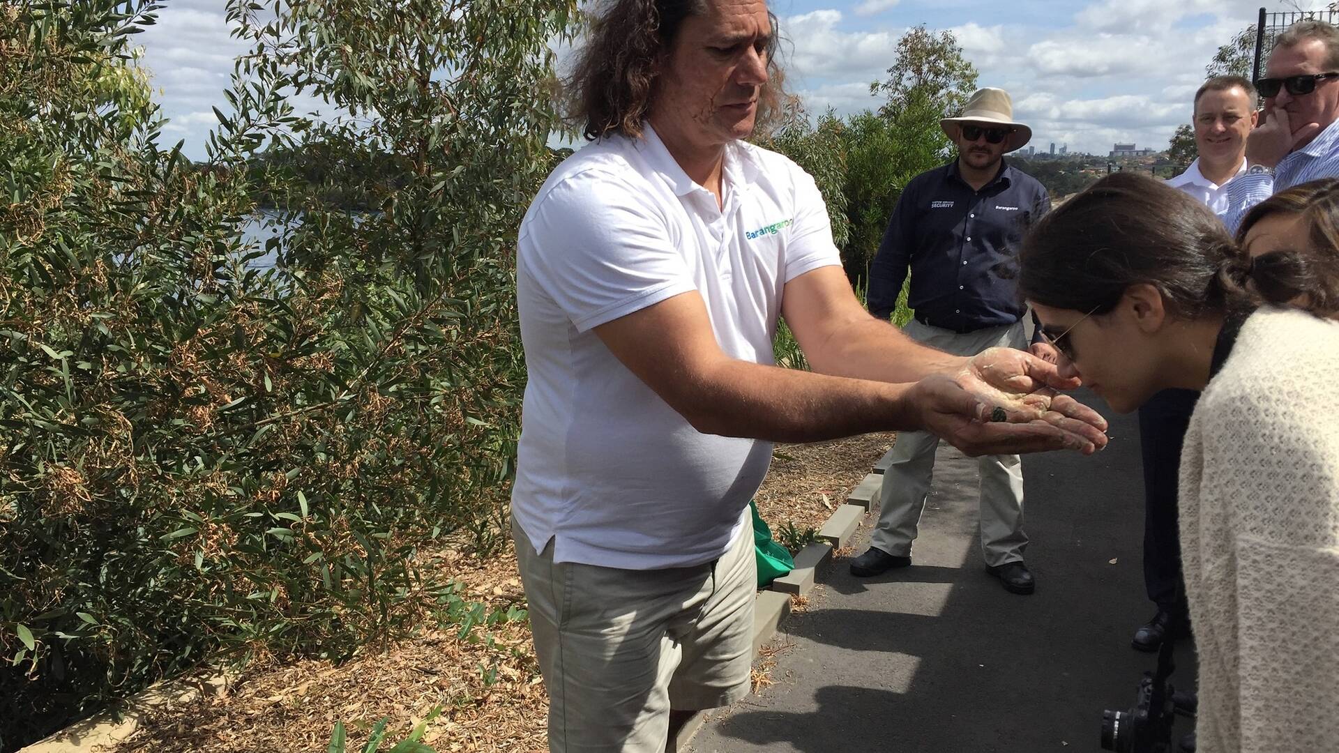 Barangaroo Aboriginal Walking Tour | Things to do in Barangaroo, Sydney