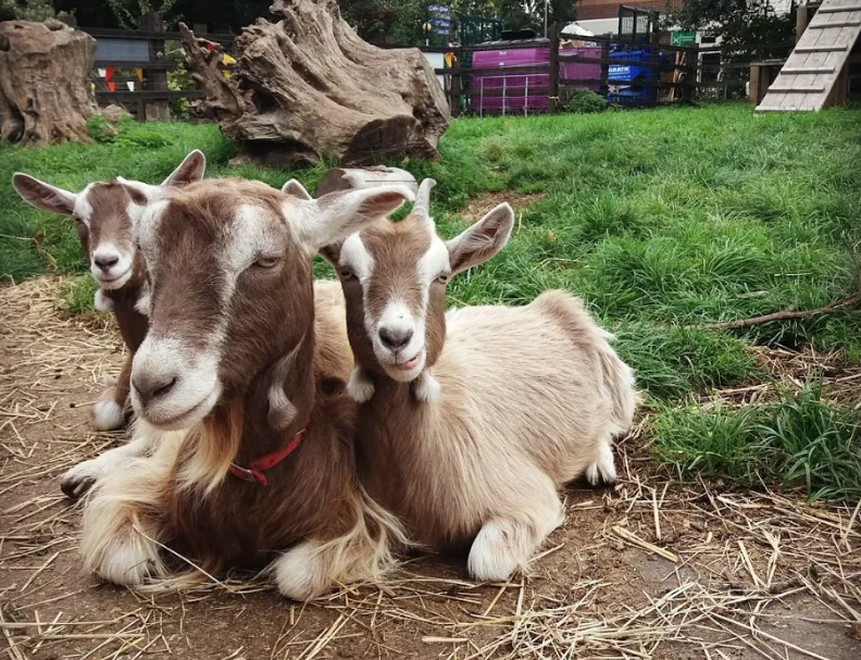 Stepney City Farm May Day Festival | Things to do in London
