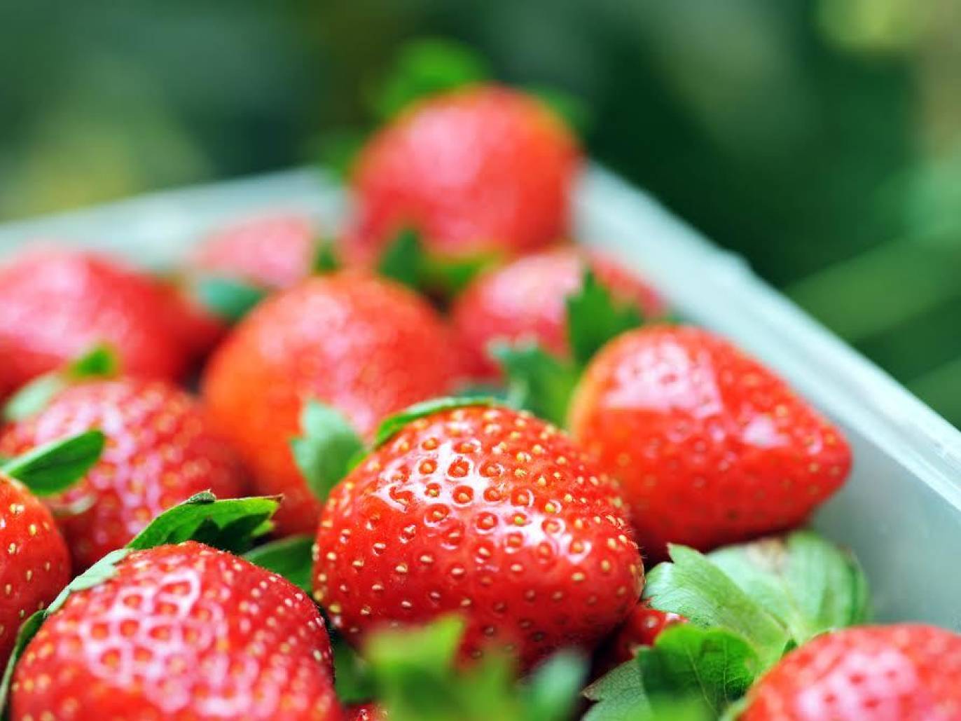 7 Best Farms for Strawberry Picking in New York