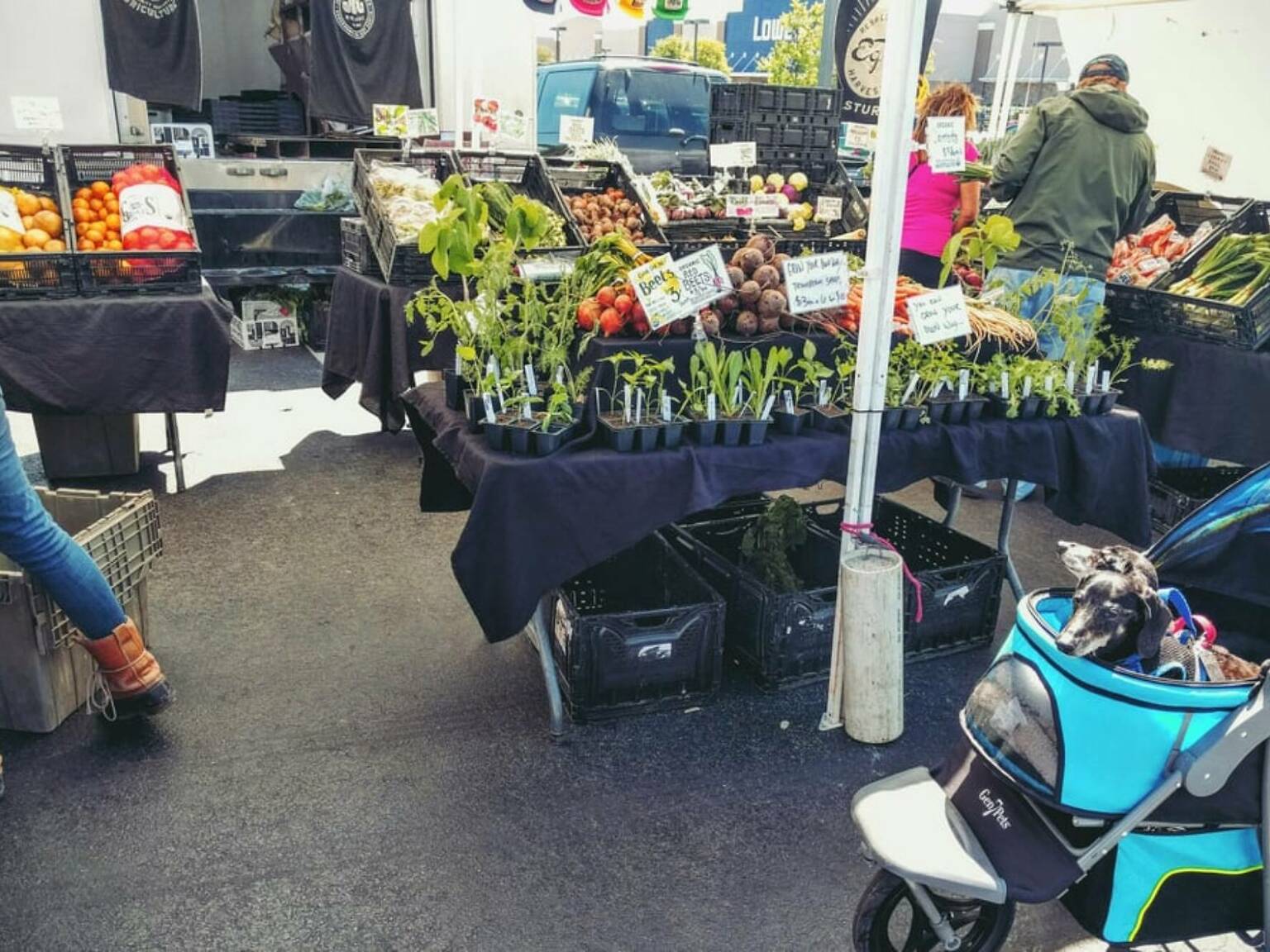 9 Best Farmers’ Markets in Austin for Fresh Produce