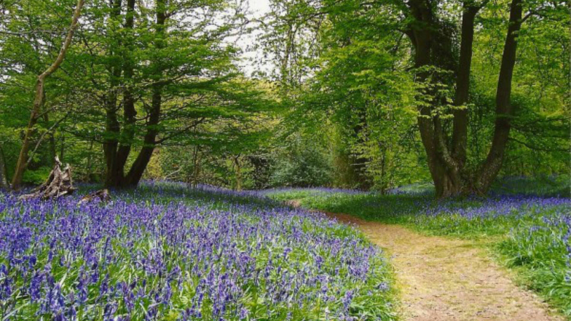 Best Spring Day Trips From London, Pagan Festivals To Flower Walks