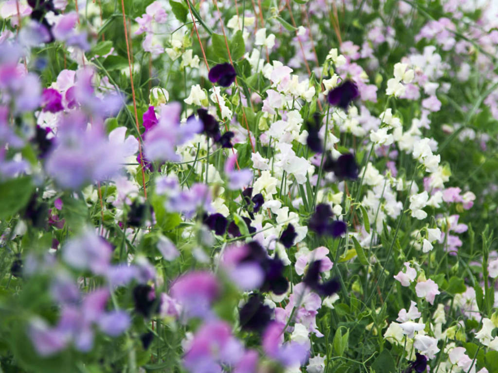 12 Day Trips From London For Flower Lovers: Flower Fields Near London