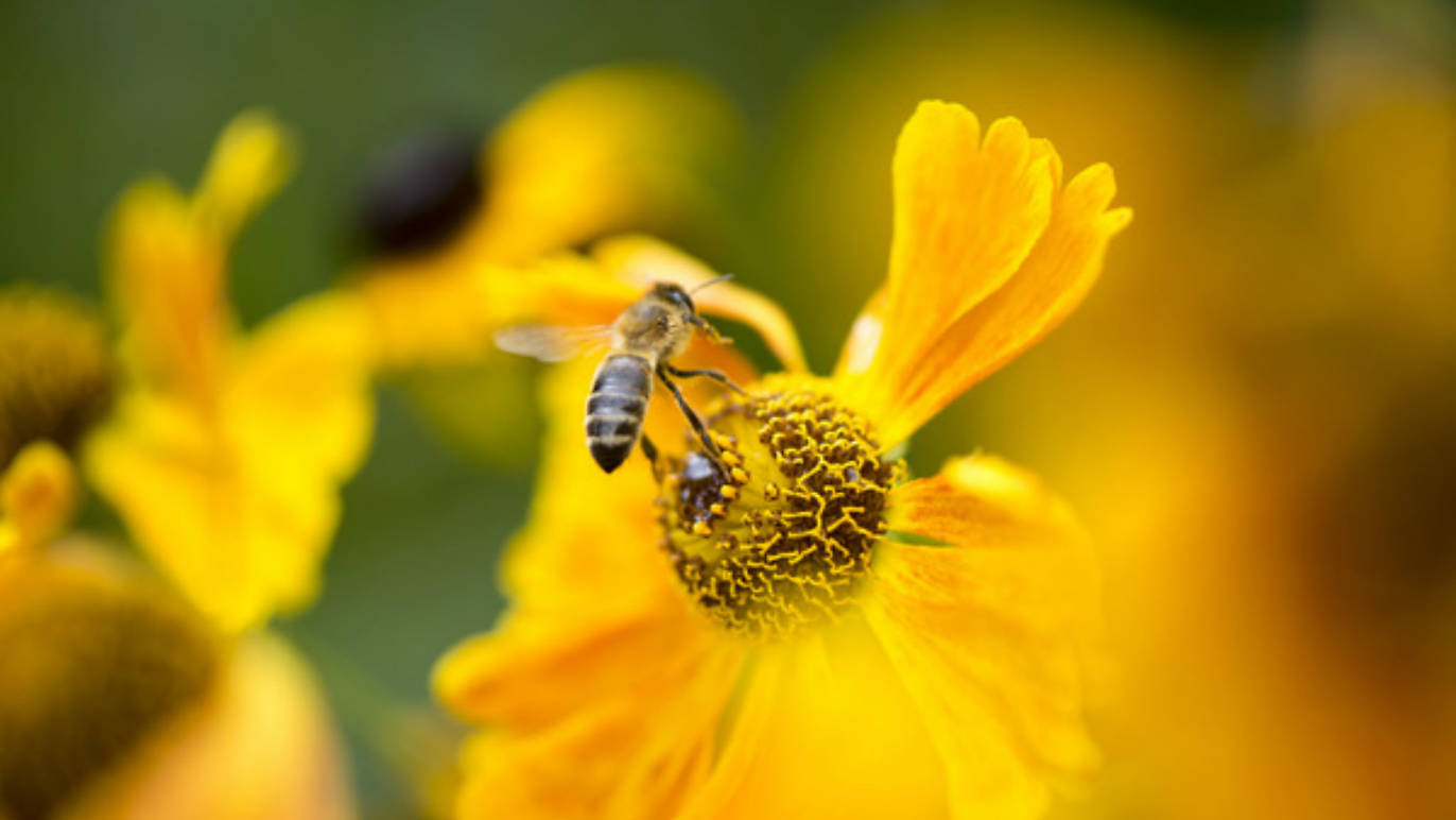 12 Day Trips From London For Flower Lovers: Flower Fields Near London