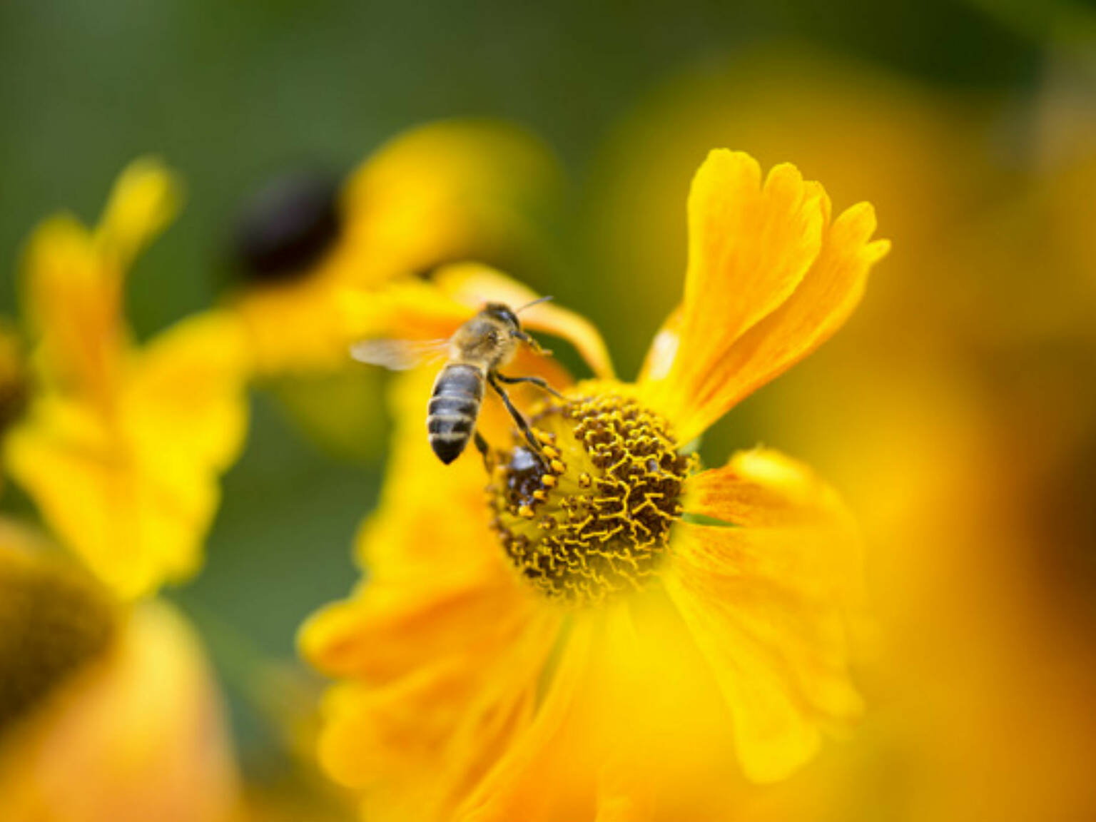 12 Day Trips From London For Flower Lovers: Flower Fields Near London