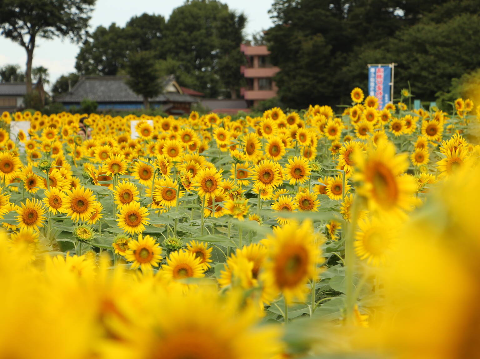 22 best summer festivals in Tokyo 2025: fireworks, Bon Odori, tanabata ...