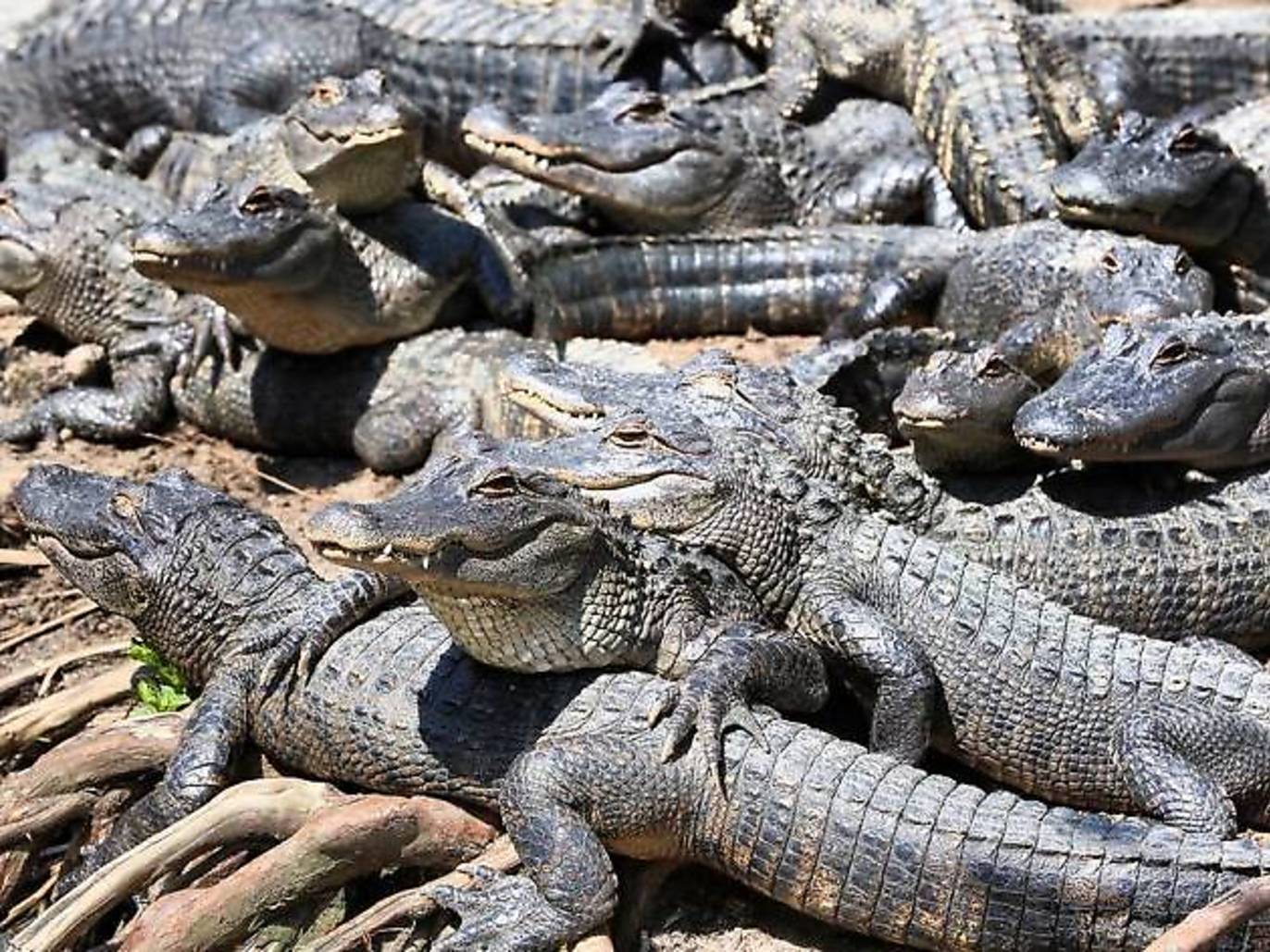 20 Best Things to Do in Myrtle Beach for Adventure Lovers