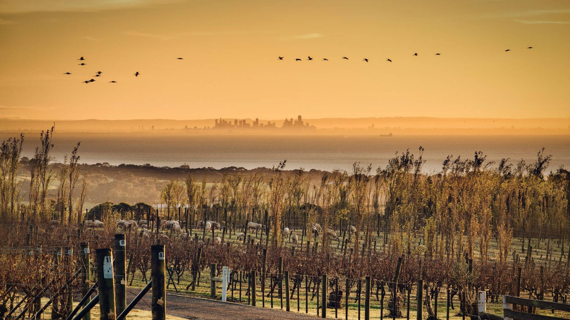 Scotchmans Hill Winery | Drysdale, Bellarine Peninsula