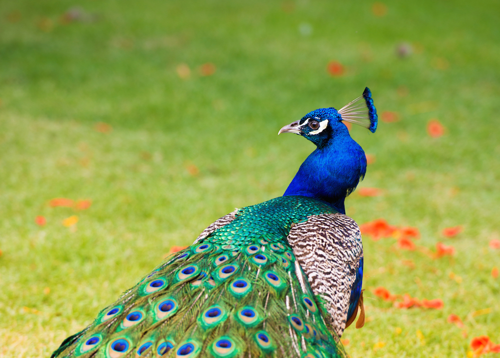 6 facts about Sentosa that you probably didn't know about