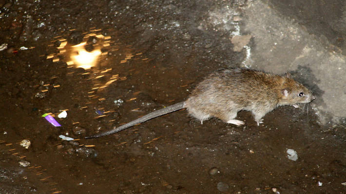 See a map of the most rat-infested neighborhoods in NYC