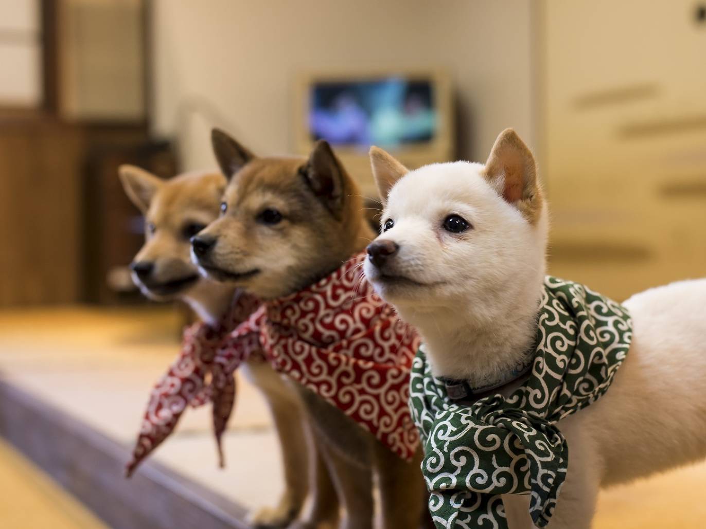 10 best animal and pet cafés in Tokyo