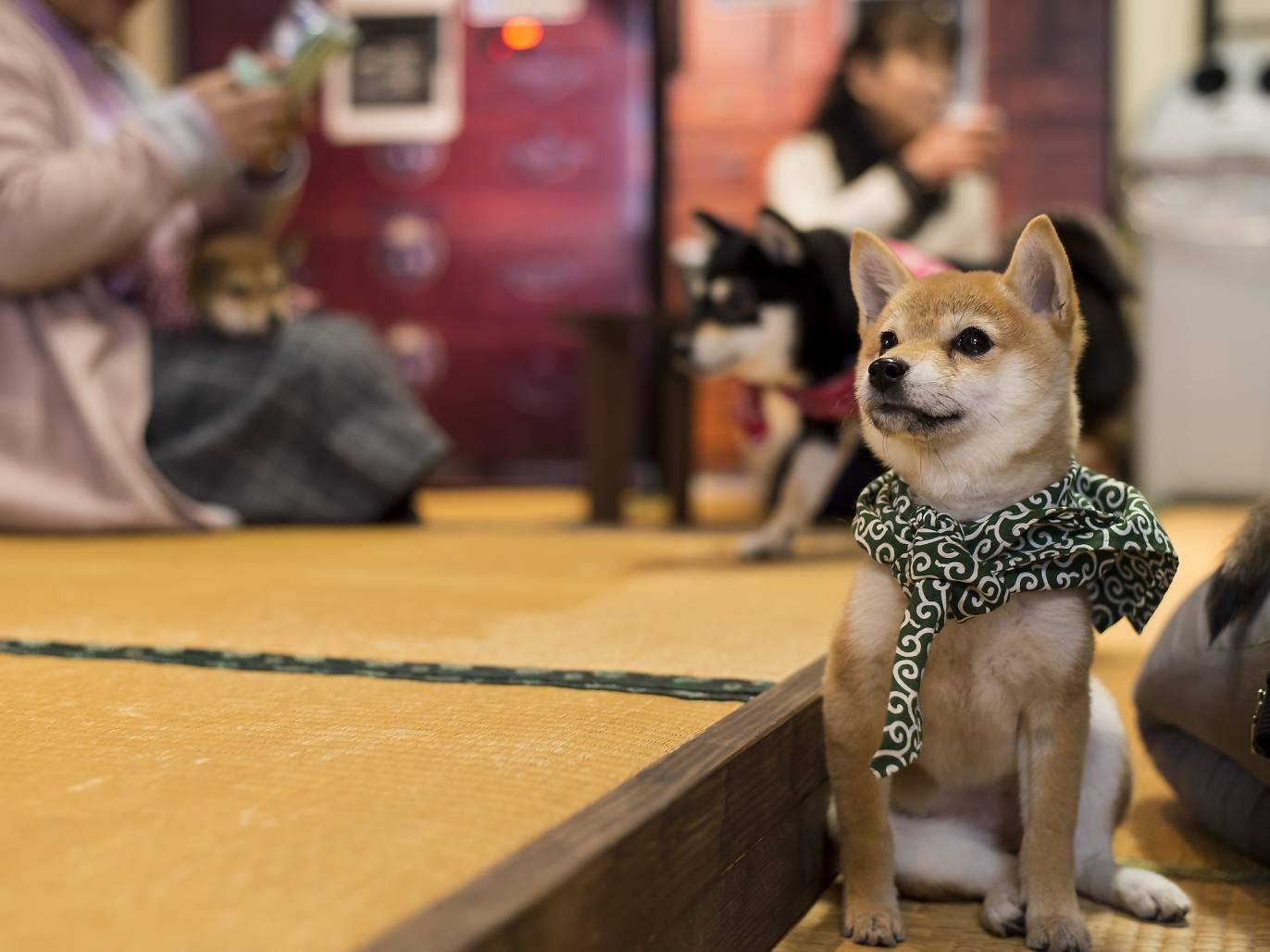 10 best animal and pet cafés in Tokyo