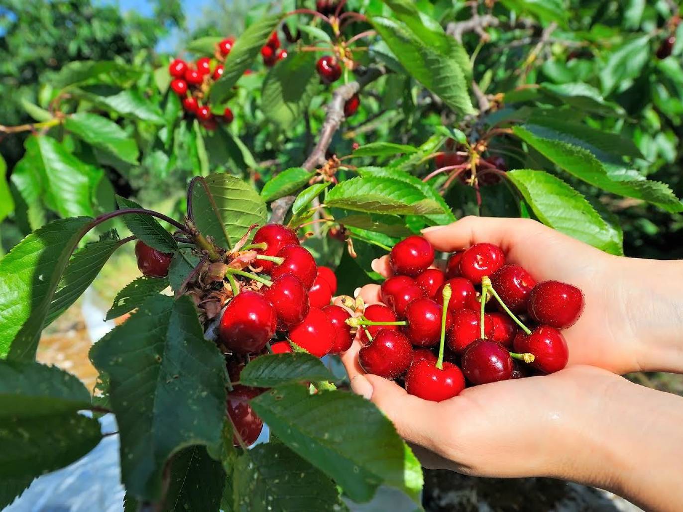 9 Best Farms to Visit During Cherry Picking Season in New York