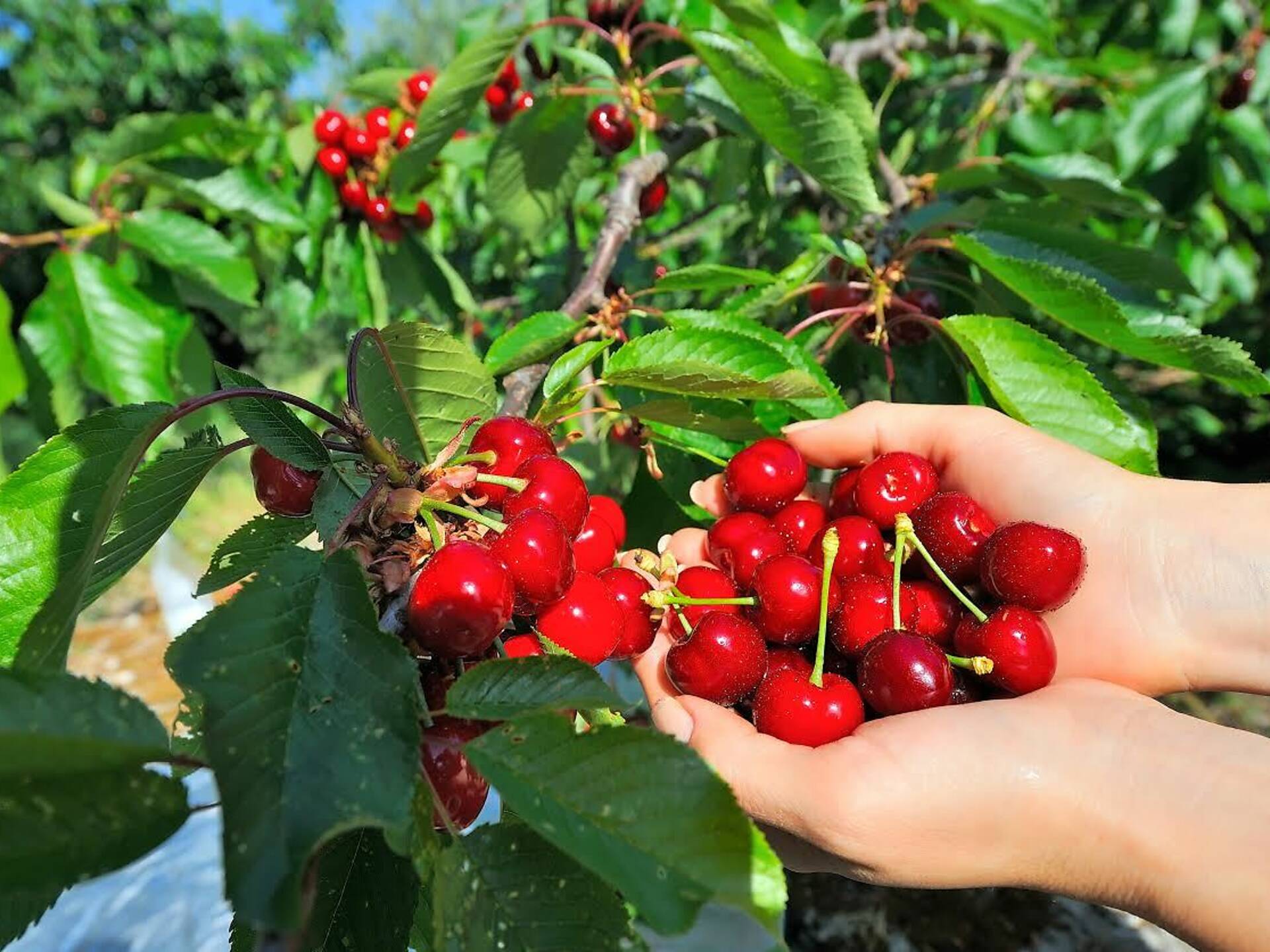 9 Best Farms to Visit During Cherry Picking Season in New York