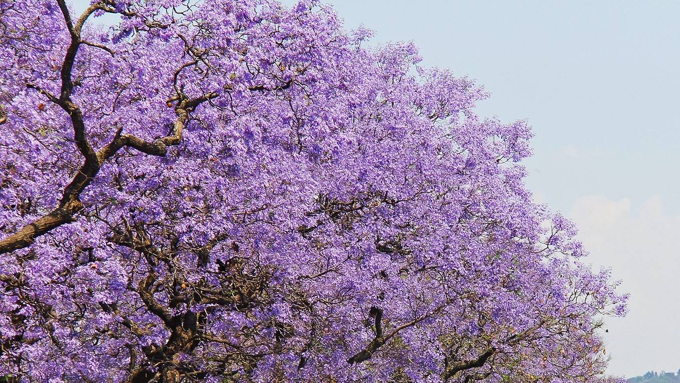 Best Things To Do in Pretoria | 13 Unmissable Attractions