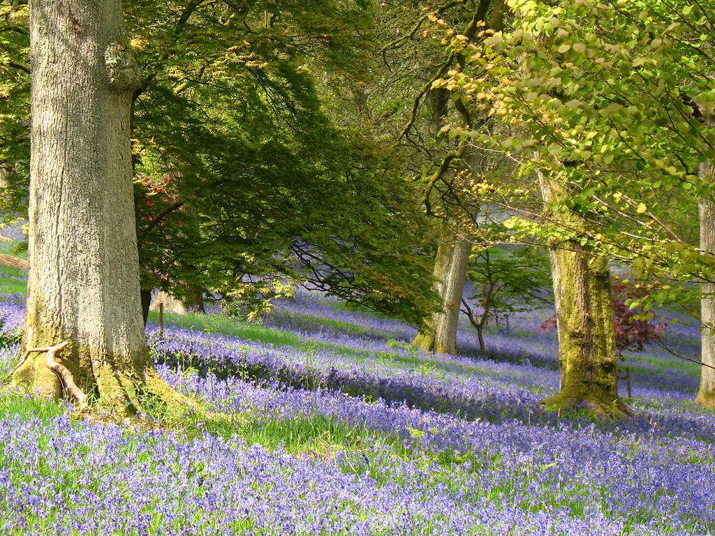 Things To Do in Surrey | 9 Must-See Attractions