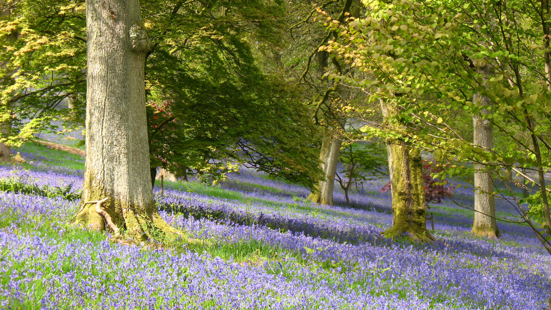 Things To Do in Surrey | 9 Must-See Attractions