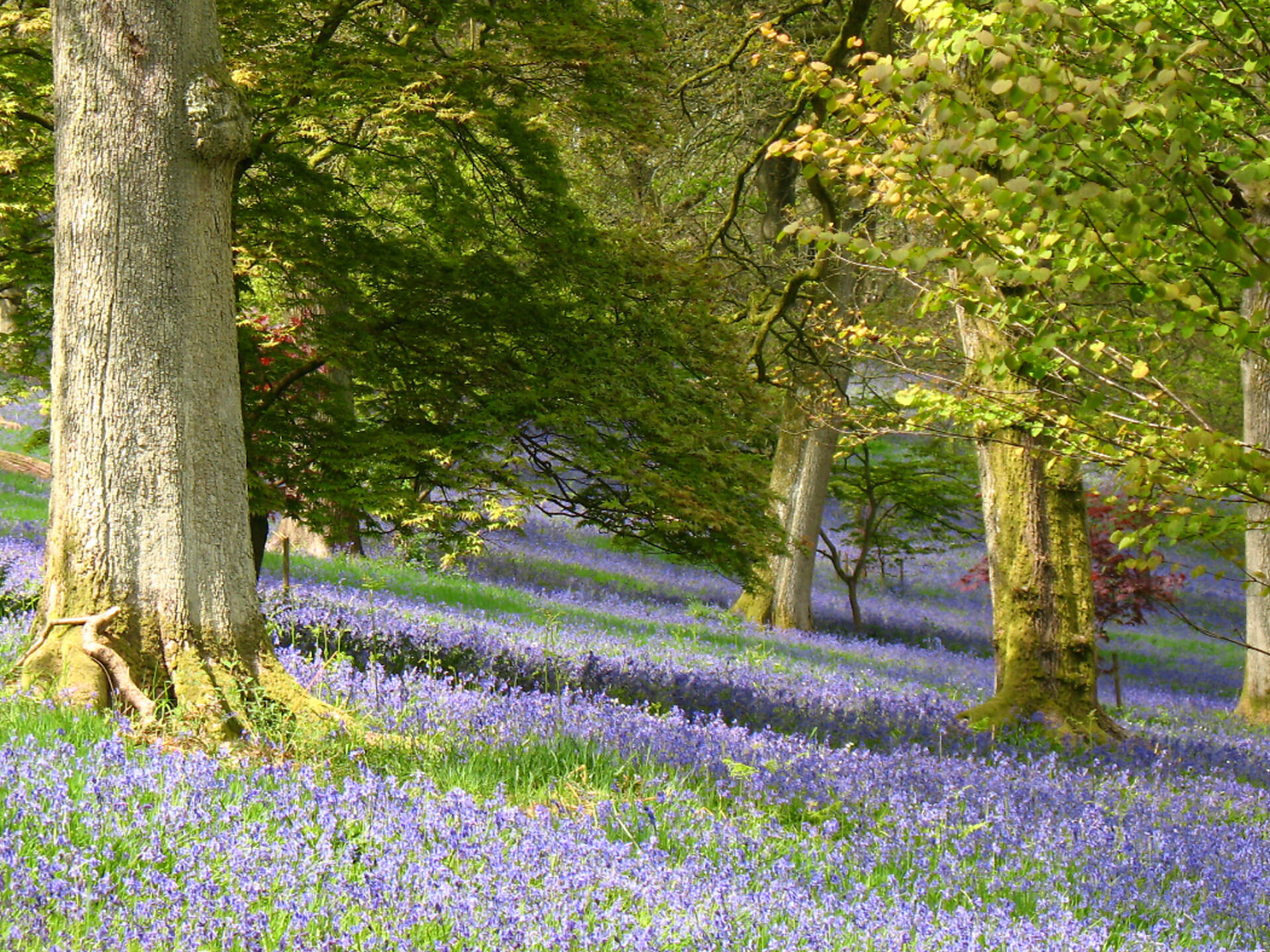 Things To Do in Surrey | 9 Must-See Attractions