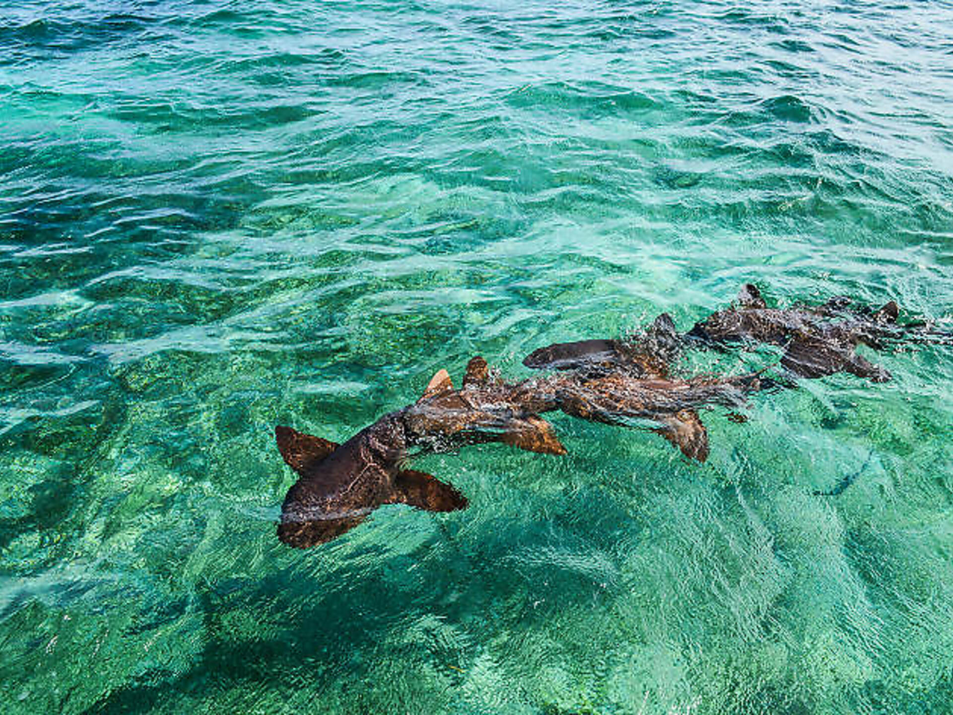 Things to Do in Belize | 11 Essential Attractions and Activities