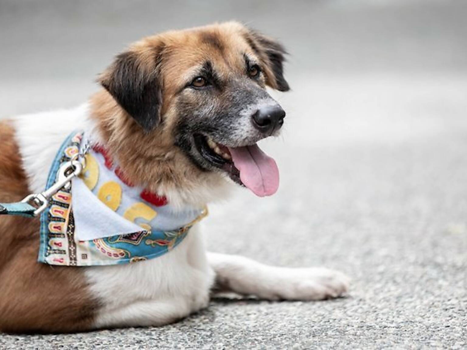 9 Best Animal Shelters To Adopt A Dog Or Cat In Singapore