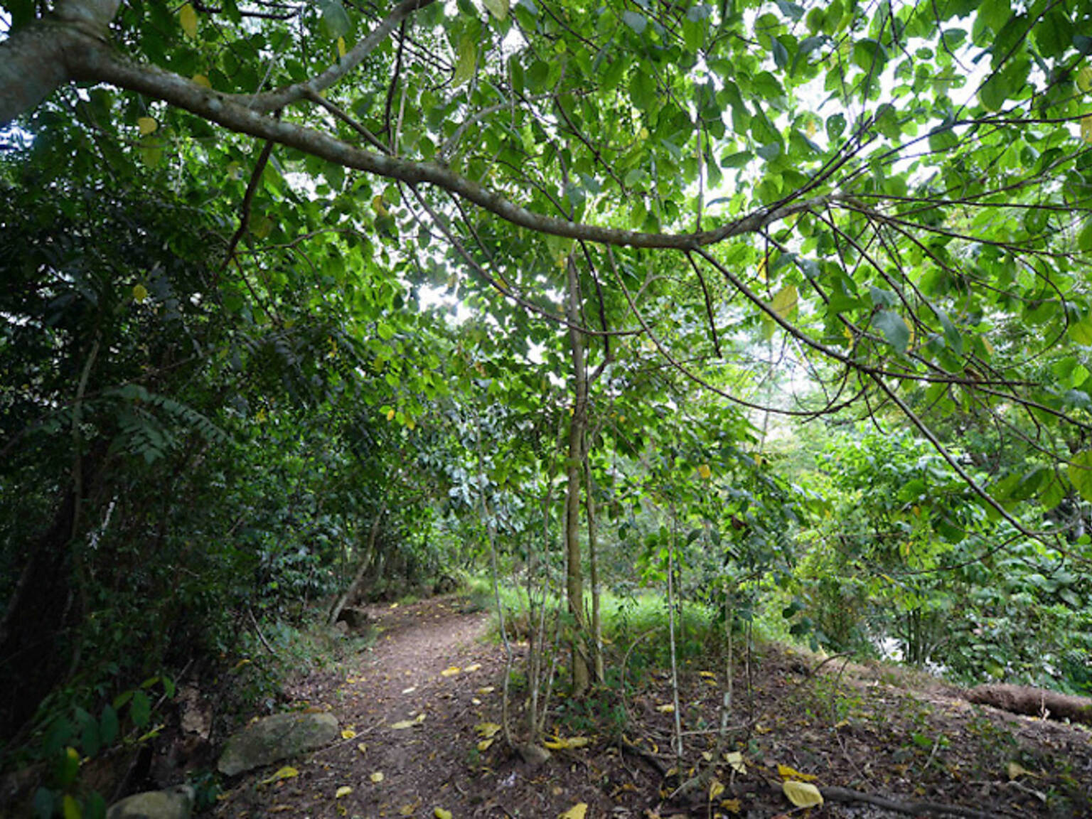 22 Best Nature Trails In Singapore | Nature Walks