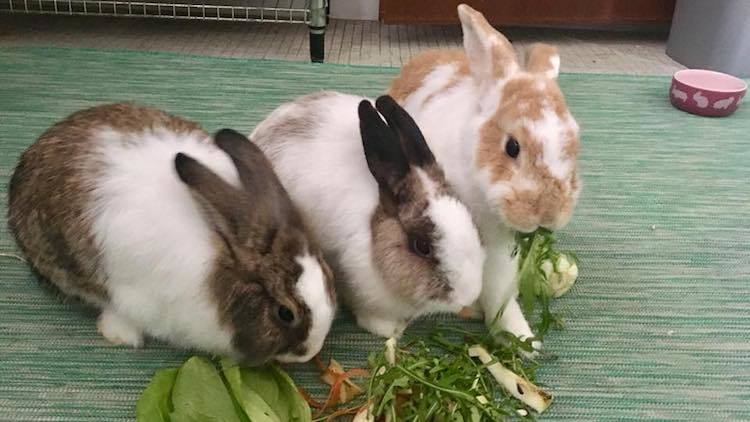 9 Best Animal Shelters To Adopt A Dog Or Cat In Singapore